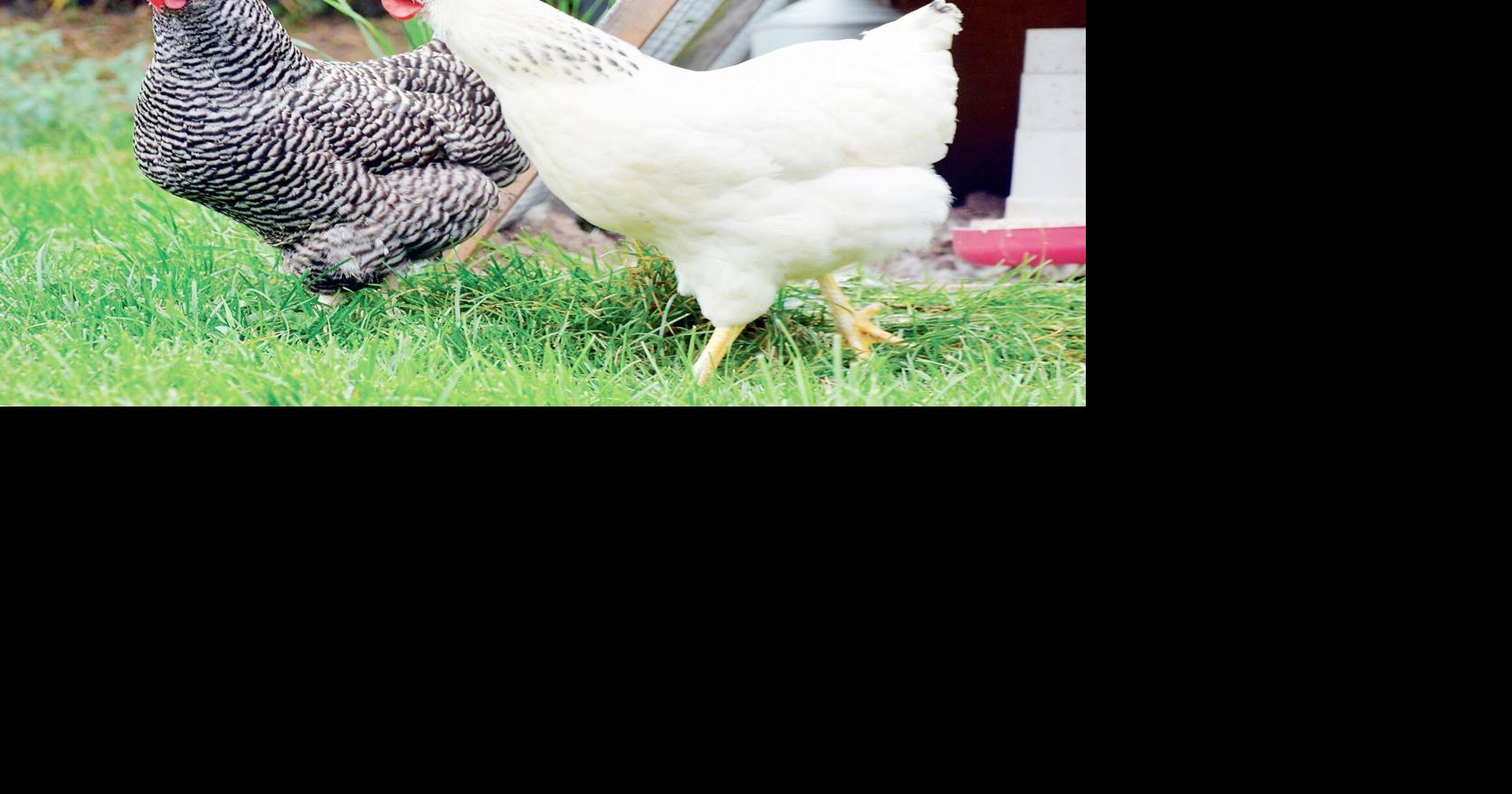 Boc-boc! Orillia council OKs backyard chickens permanently