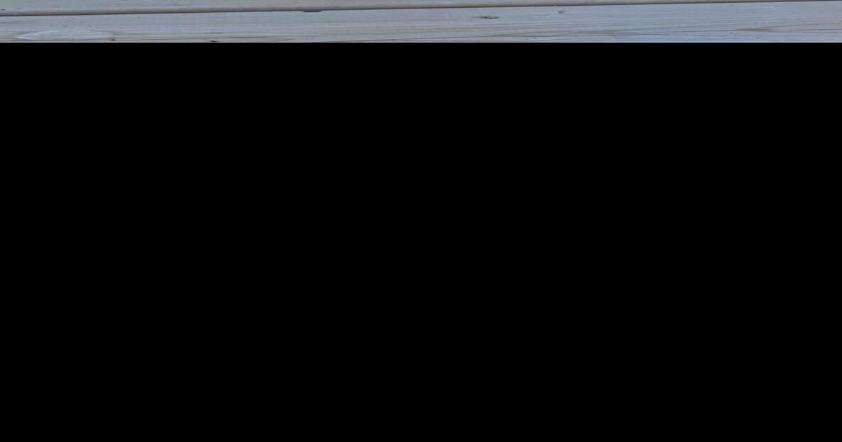 Future Dog Guide Tulip tiptoes into hearts