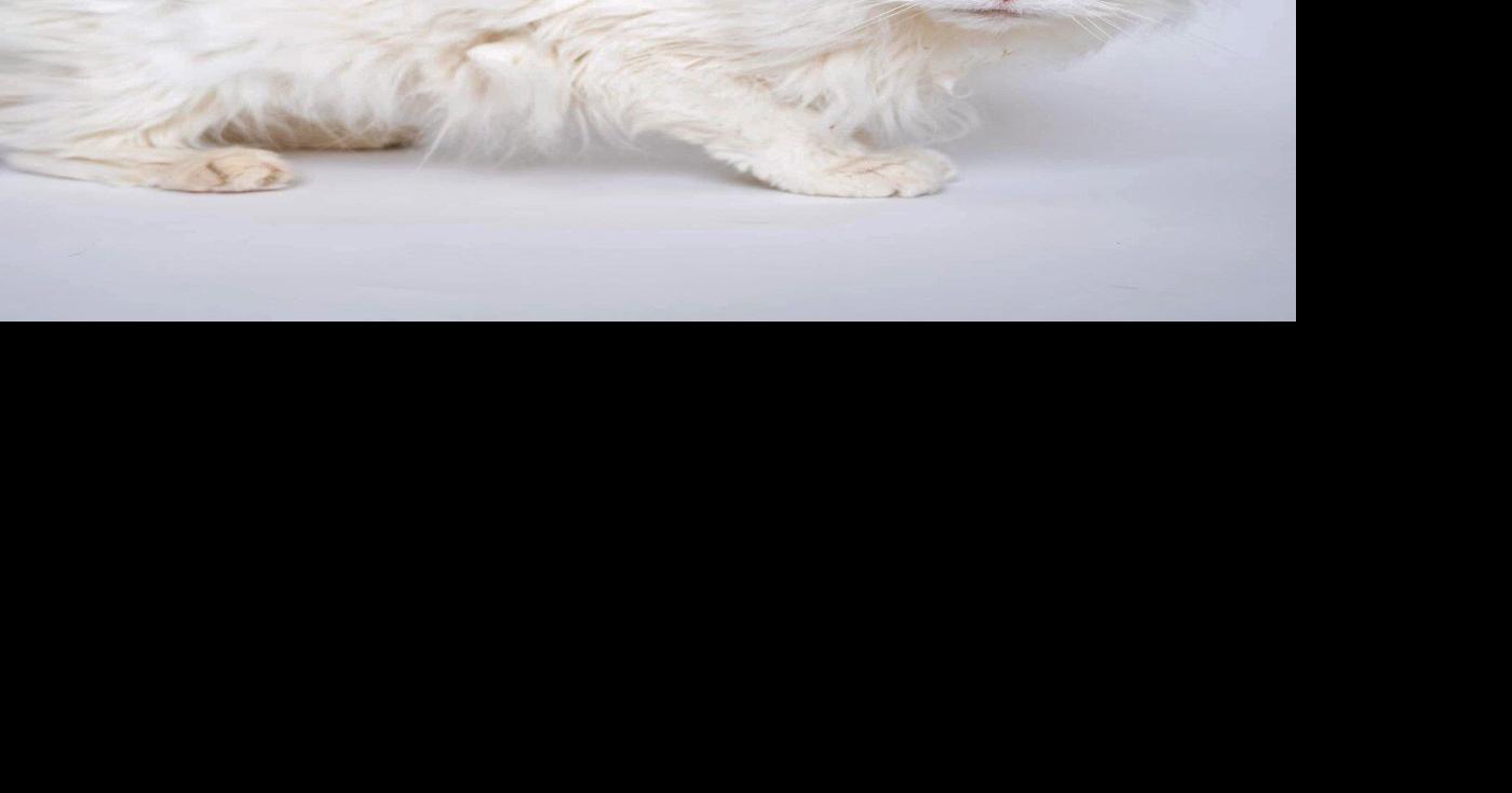 Pearl, Turkish Angora cat, ready for adoption at shelter