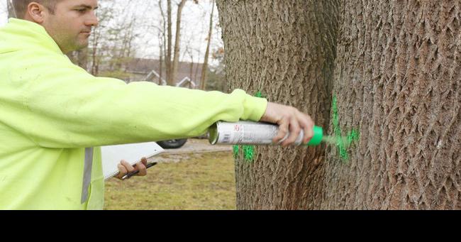 Trees that could be infested with emerald ash borer about to bite the ...