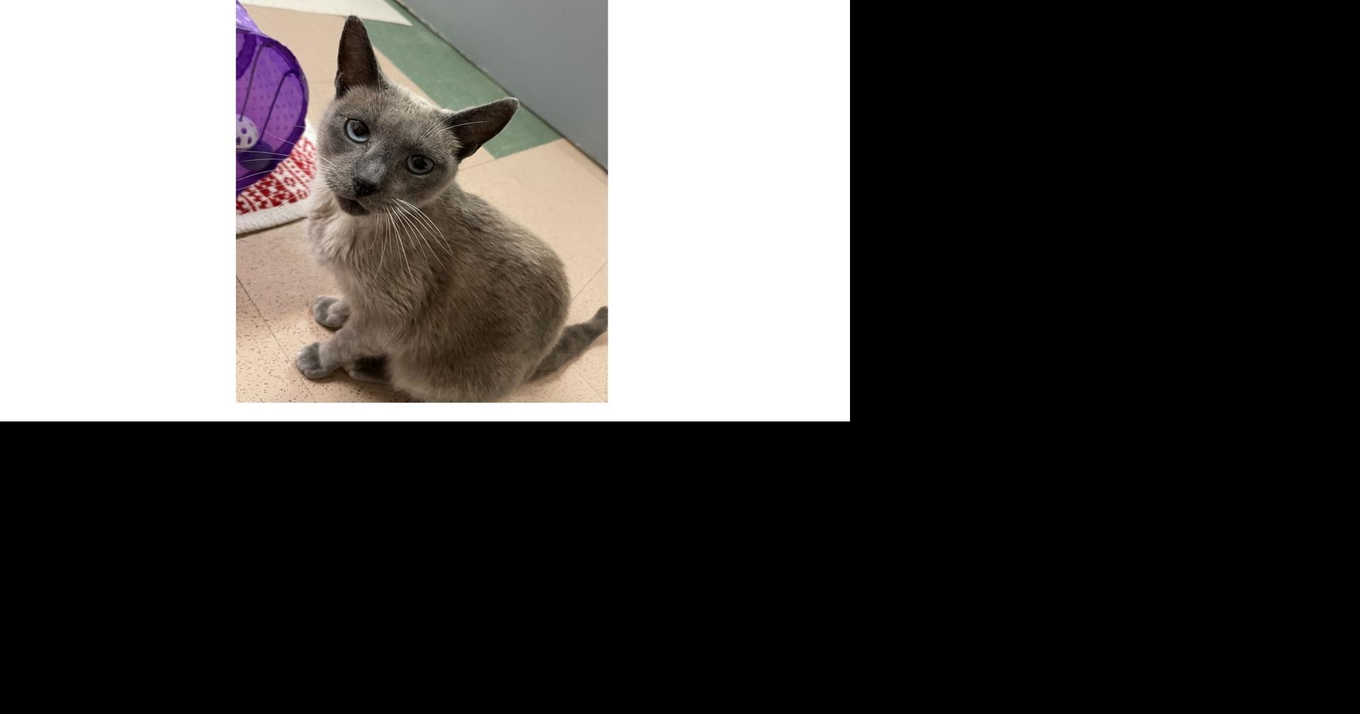 ADOPT ME! Meet Lilac, a sweet Siamese