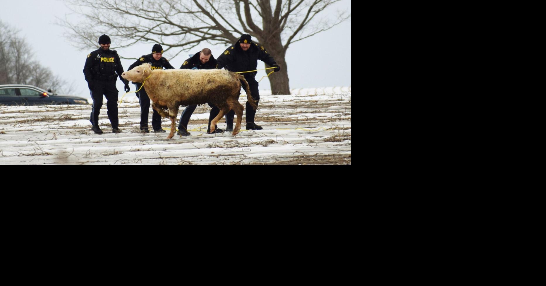 Cops moove into action to wrangle runaway cow near Alliston