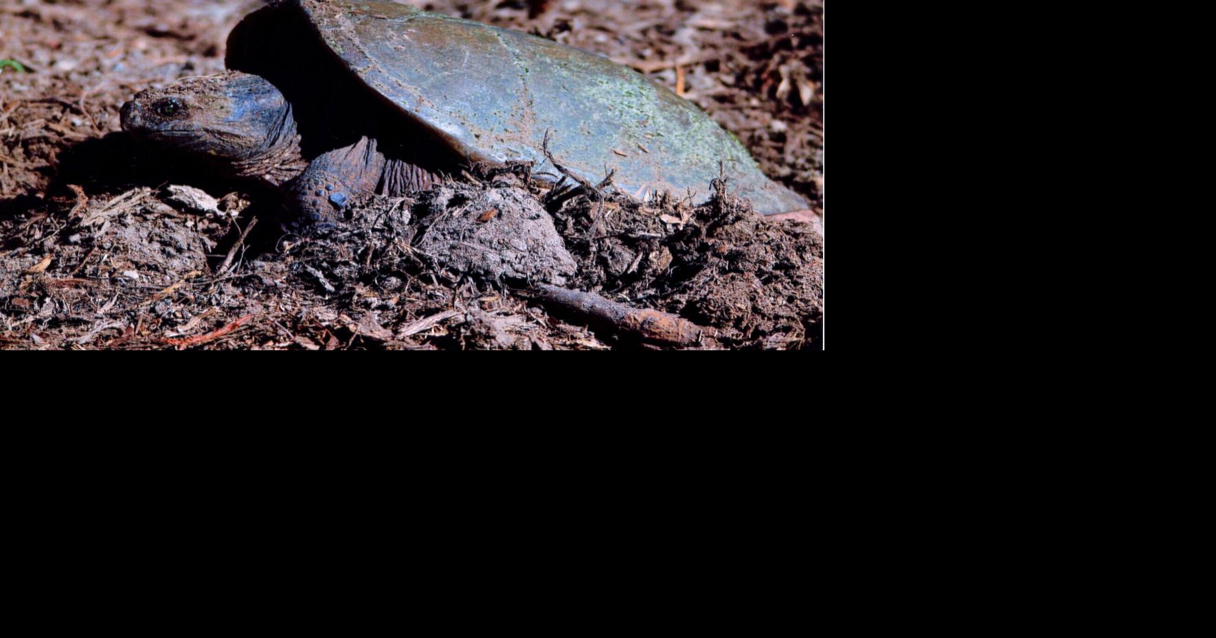 Turtles nesting at Collingwood labyrinth site