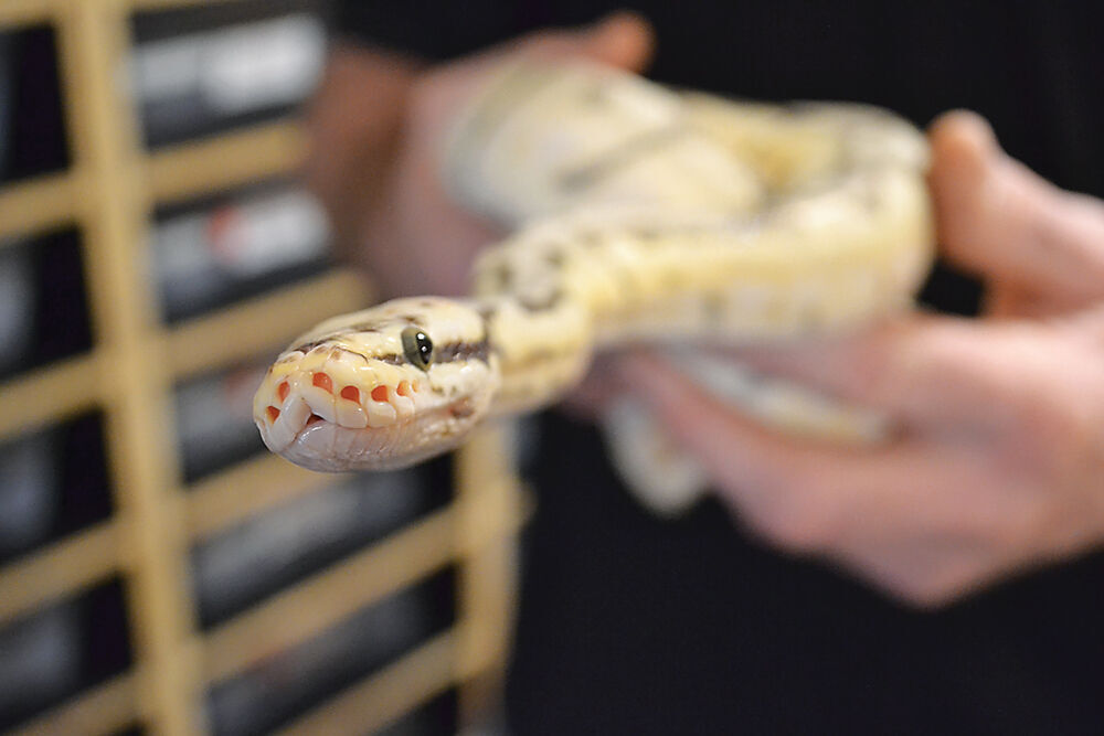 Tay Township passes exotic-animals bylaw