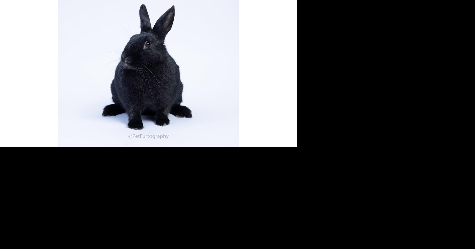 ADOPT ME! Brix is a glossy black rabbit