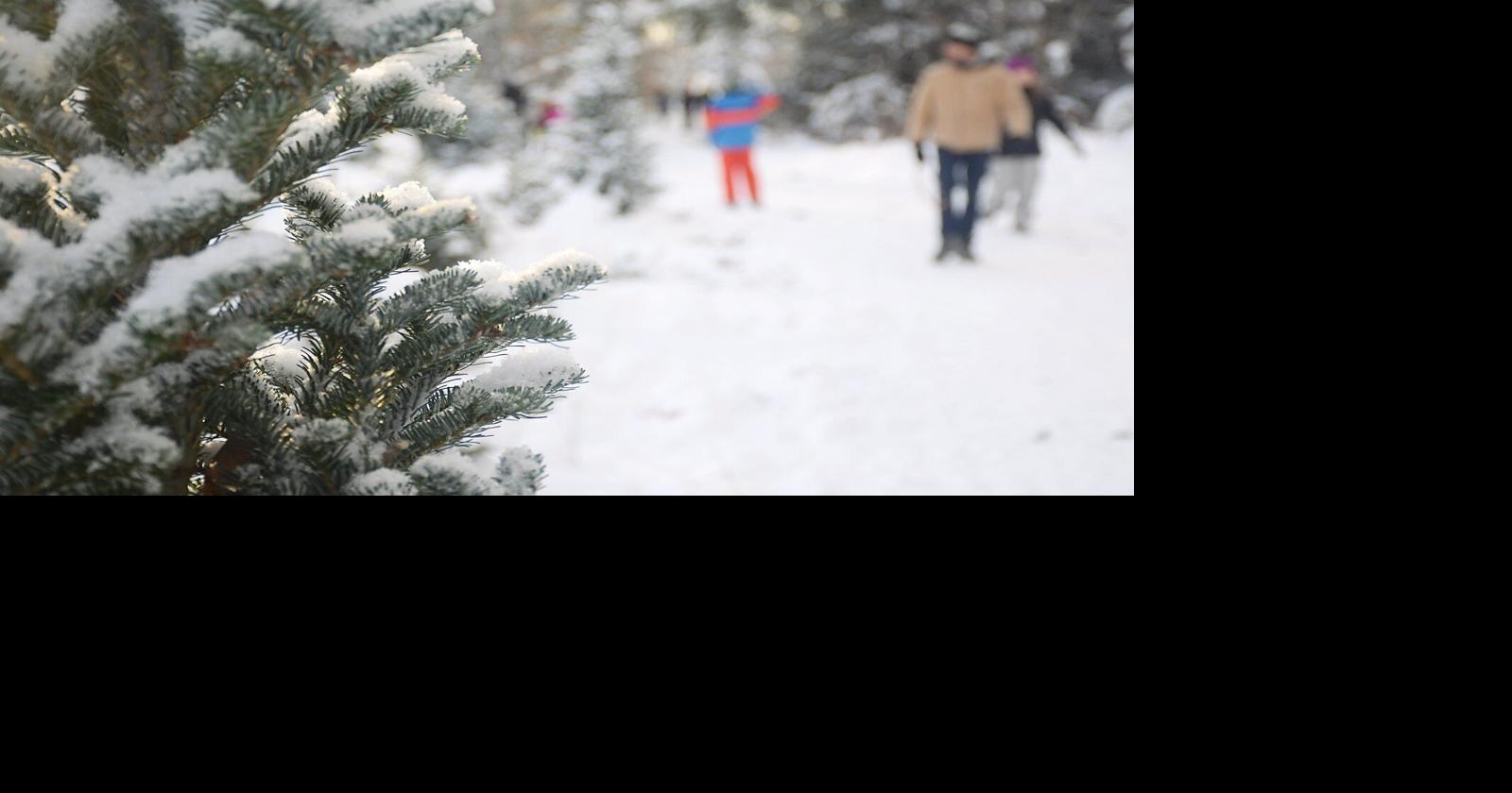 Here’s where you can find a Christmas Tree in Simcoe County