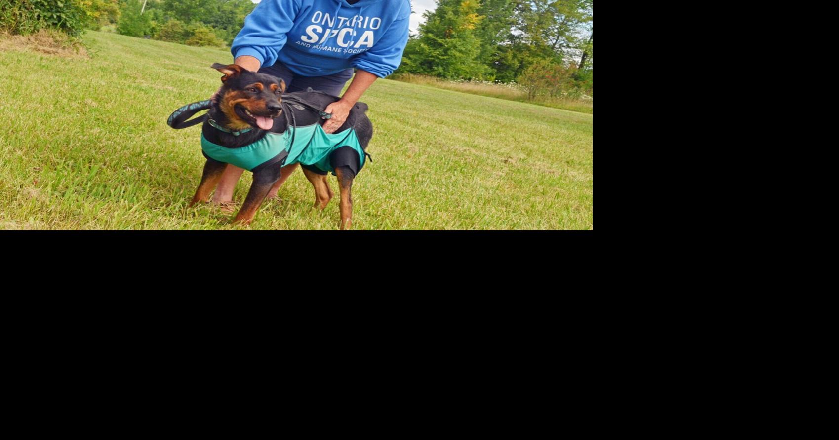 Midland OSPCA struggled to fundraise during COVID-19 pandemic