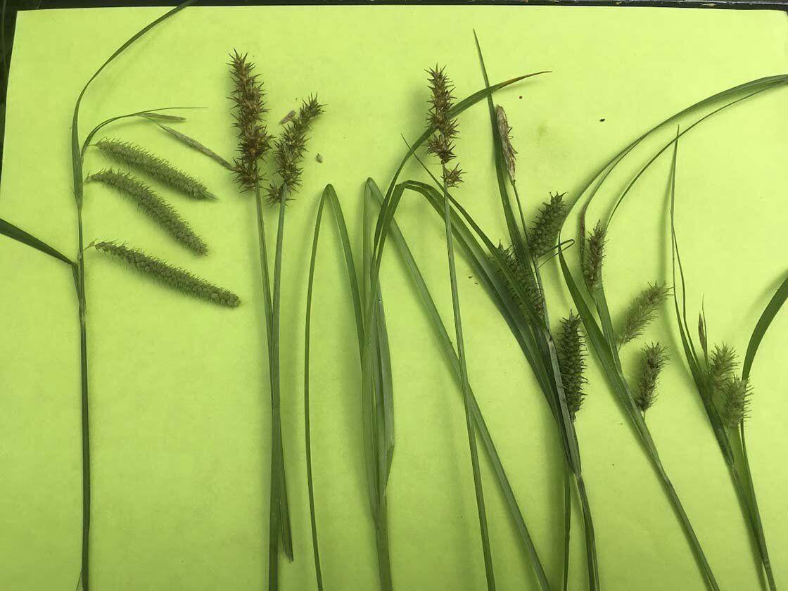Sedges can be found everywhere but are often overlooked