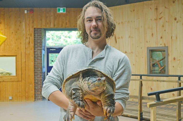 Sonic the snapping turtle at Midland's Wye Marsh needs help