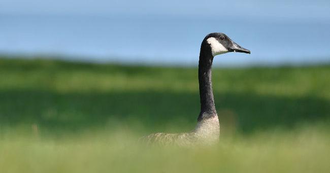 Barrie's goose management plan expanding