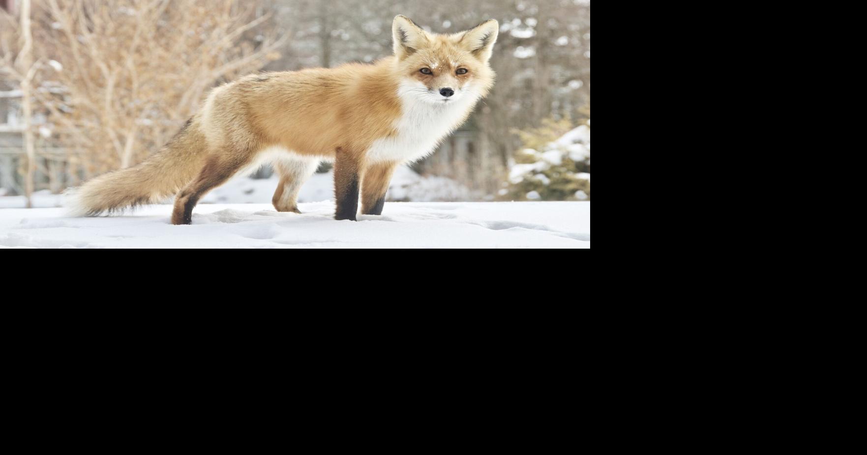 Friendly fox frolics in Innisfil front yard