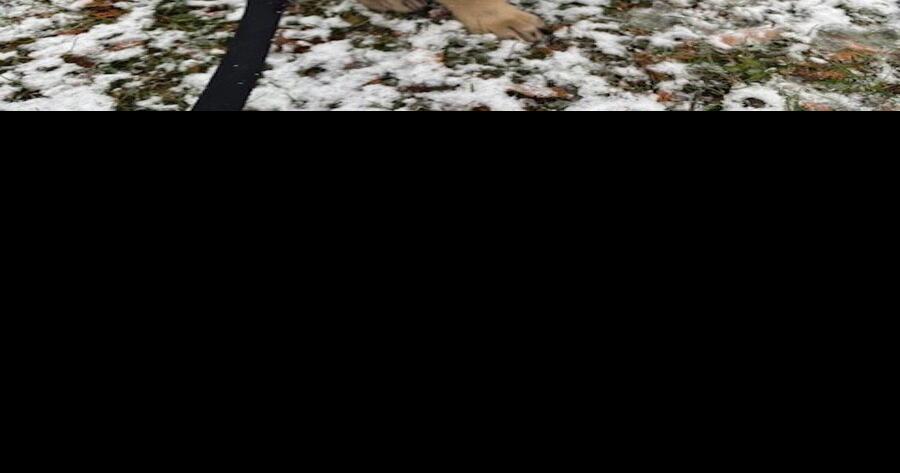 Cuddle up with Cocoa, and adopt from the SPCA in Barrie