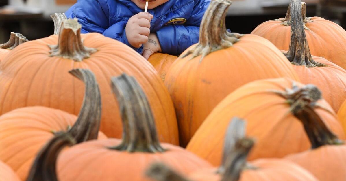 MAP: Six fall festival spots in Simcoe County