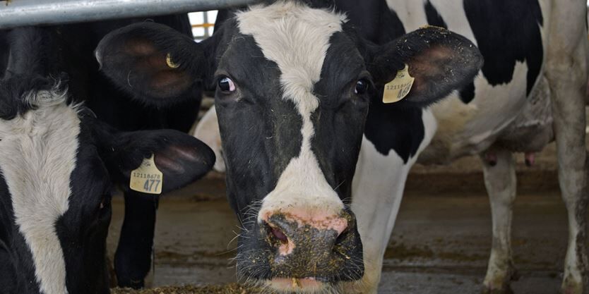 Sheldon Creek Dairy cows milk themselves