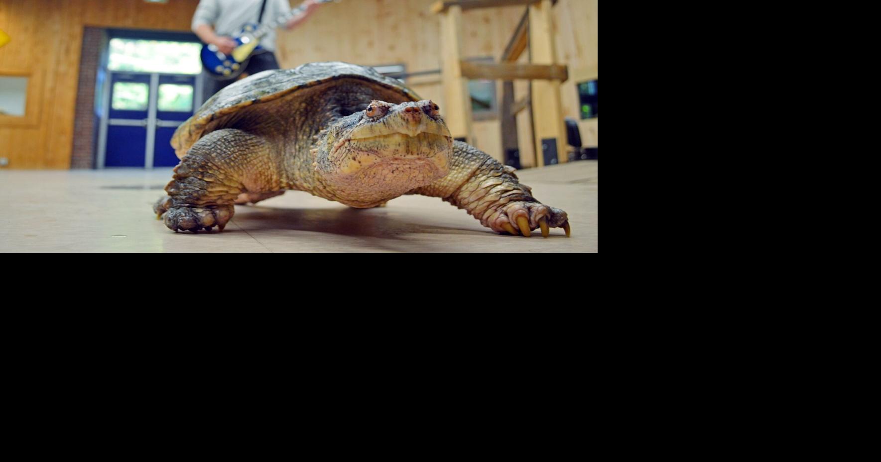 Sonic the snapping turtle at Midland's Wye Marsh needs help