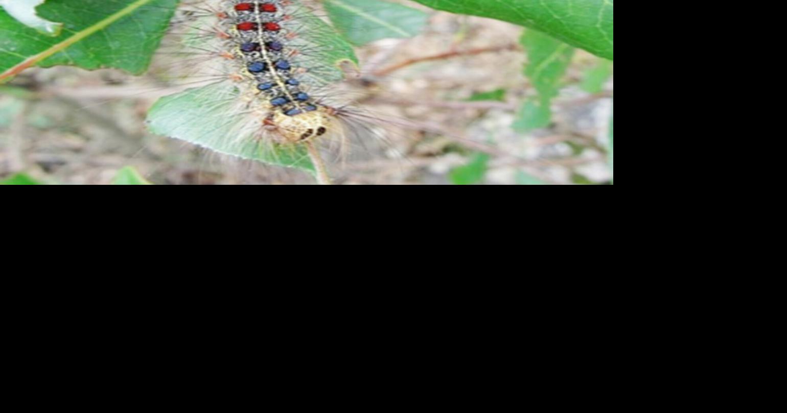 ‘All over everything’: Barrie woman starts petition for aerial ...