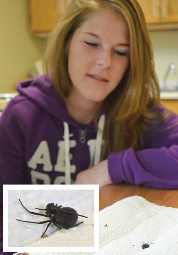 Along came a spider … and frightened Miss Dorion away