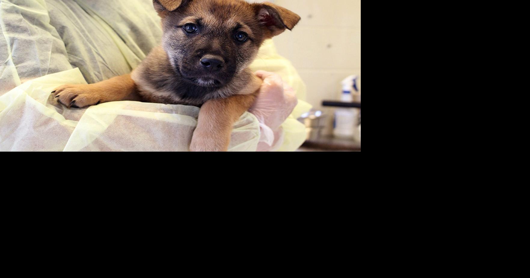 25 northern dogs and puppies arrive in Midland