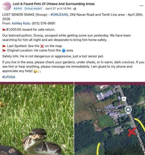 Missing Ball Python in Orléans: $1,000 Reward for Snoop