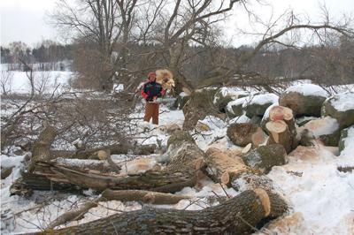 Trashing the Manitoba maple