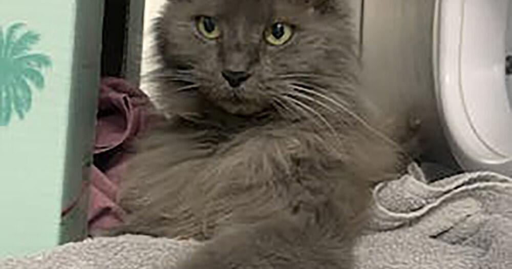 Moxie available for adoption at OSPCA’s Barrie Animal Centre