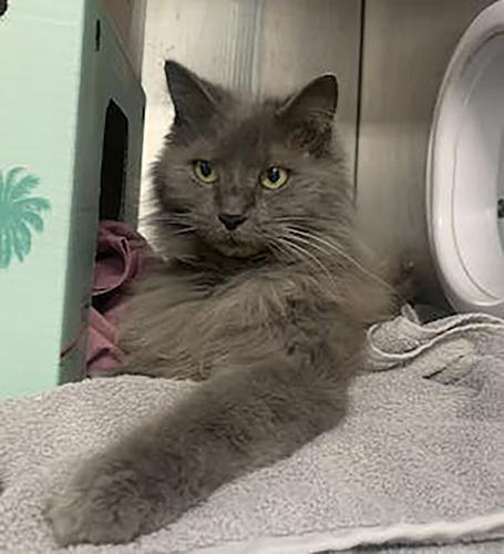 Moxie available for adoption at OSPCA’s Barrie Animal Centre