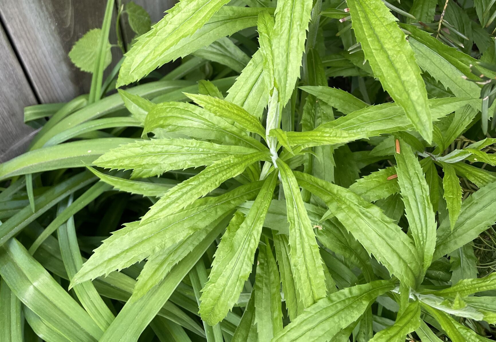 Eating stinging nettle: Foraging tips for Ontario budgets
