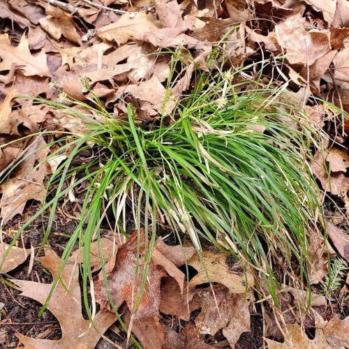 Flower blooms and migrating birds return to Simcoe County