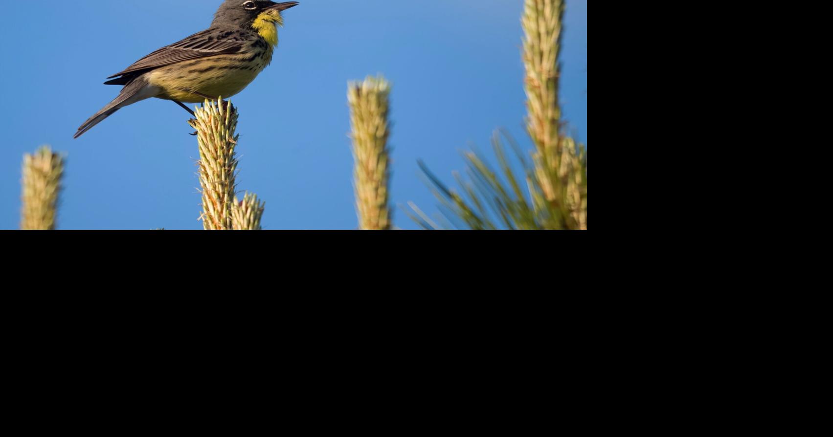 ‘We are very excited’: Endangered bird spotted in Essa forest managed ...
