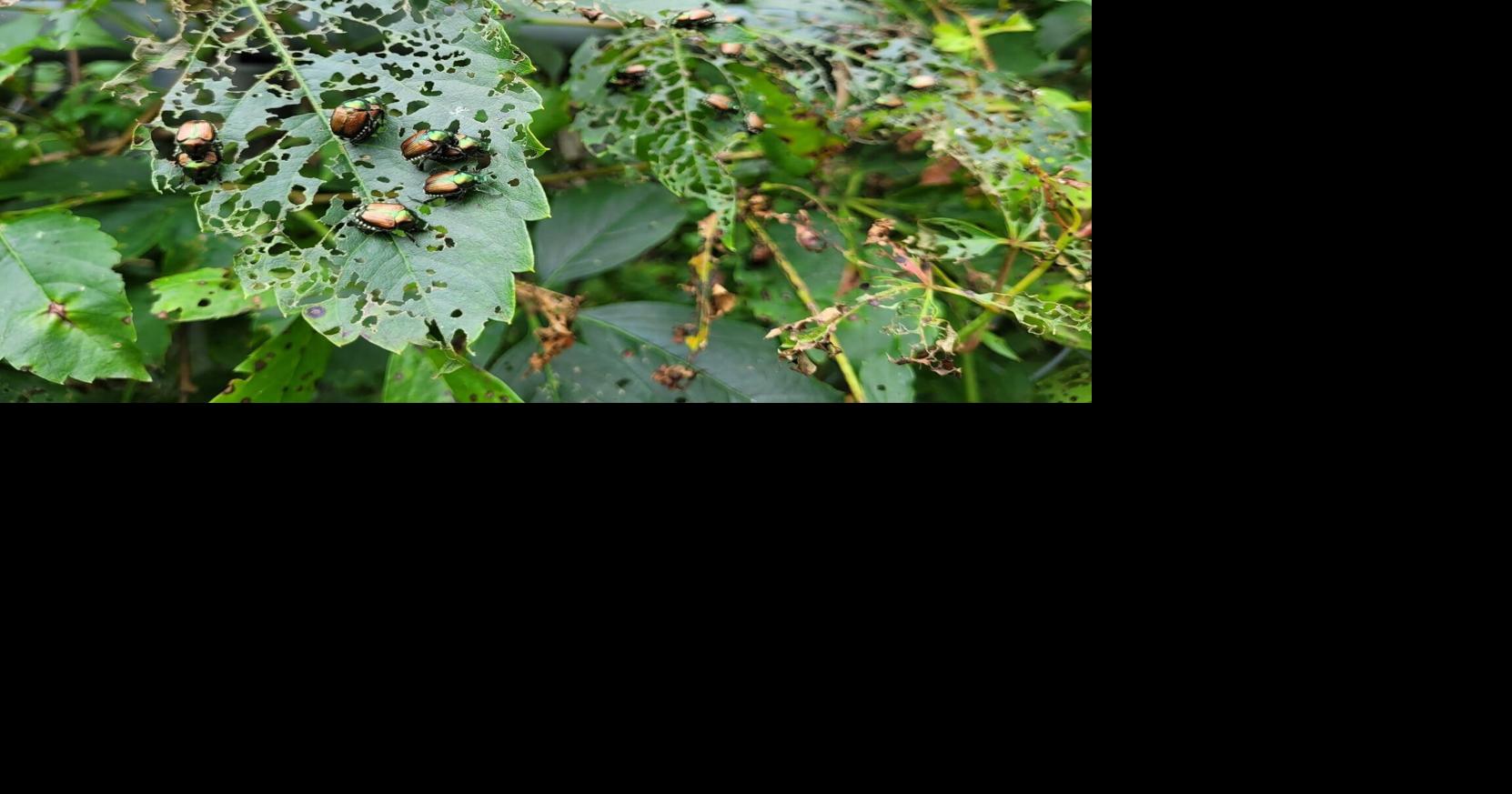 Gardener gives up after Japanese beetle infestation