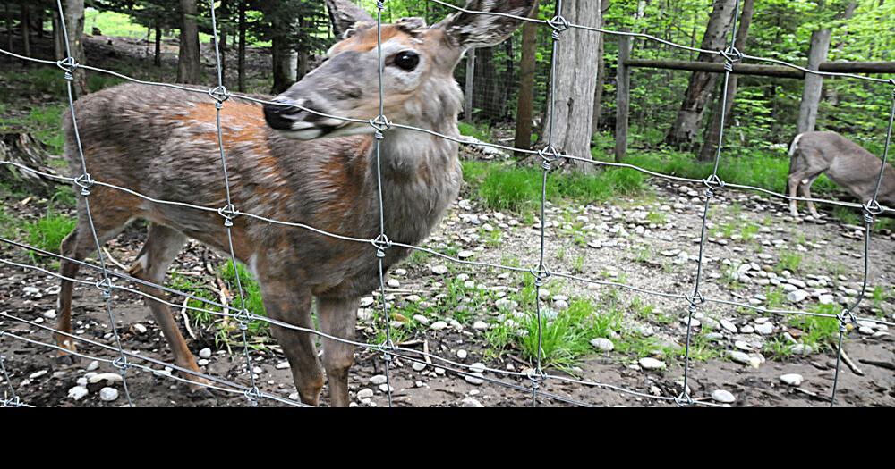 Springwater Park animals on the move