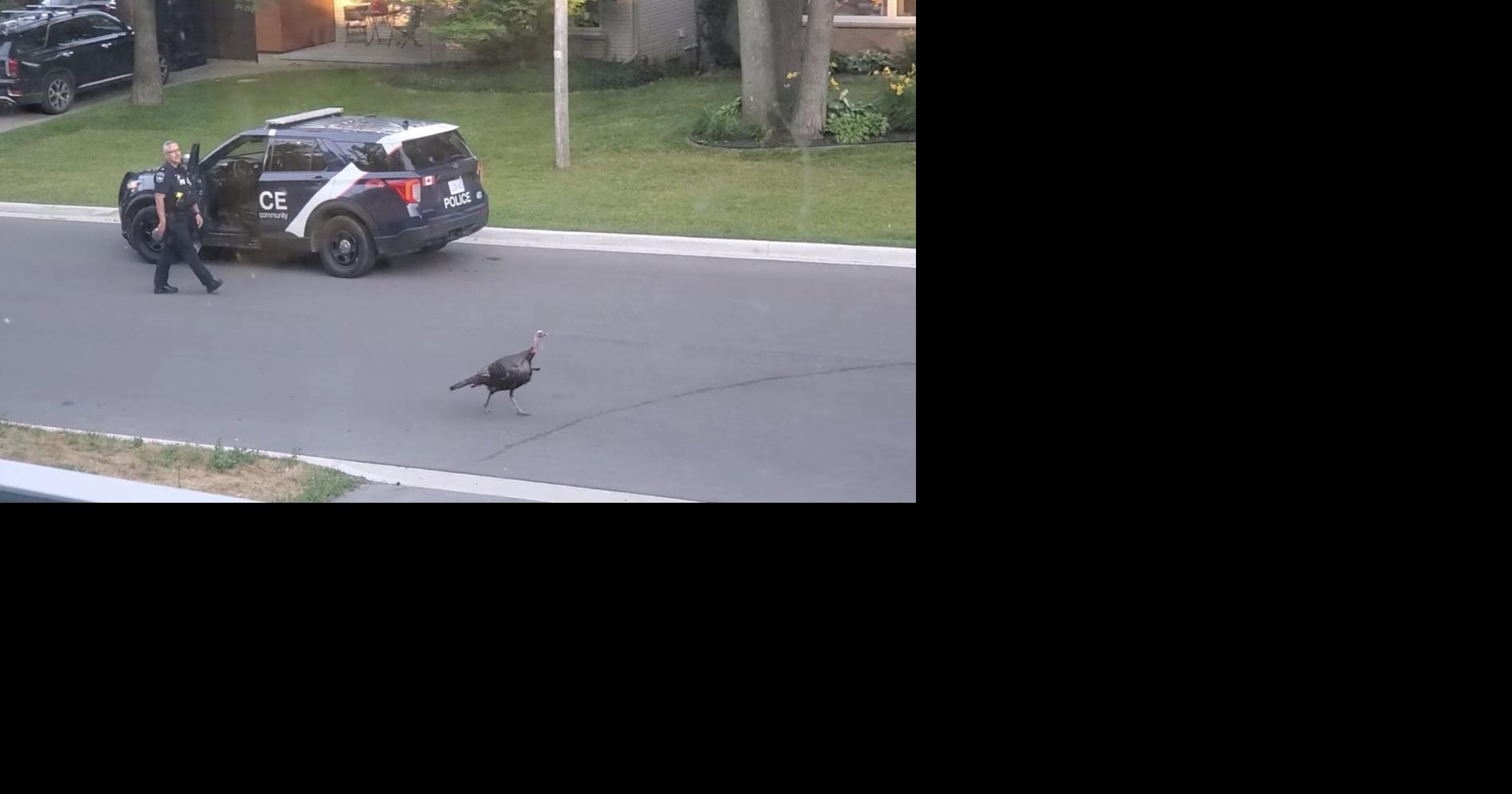 Barrie police officer talking turkey with local wildlife