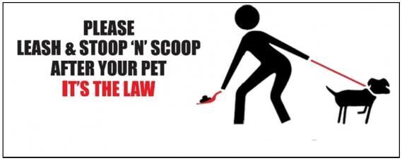 Doggy-doo dilemma has Innisfil councillor calling for stoop-and-scoop ...