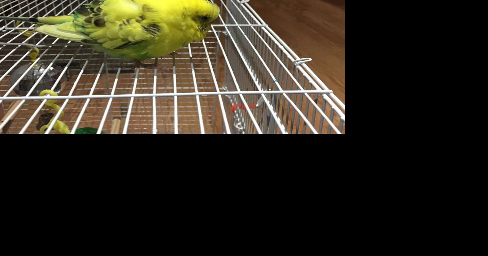 Class bird 'Houdini' rescued after making quick escape in Barrie