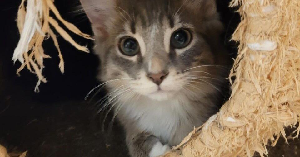 Midland OSPCA welcomes four northern cats in need of new homes