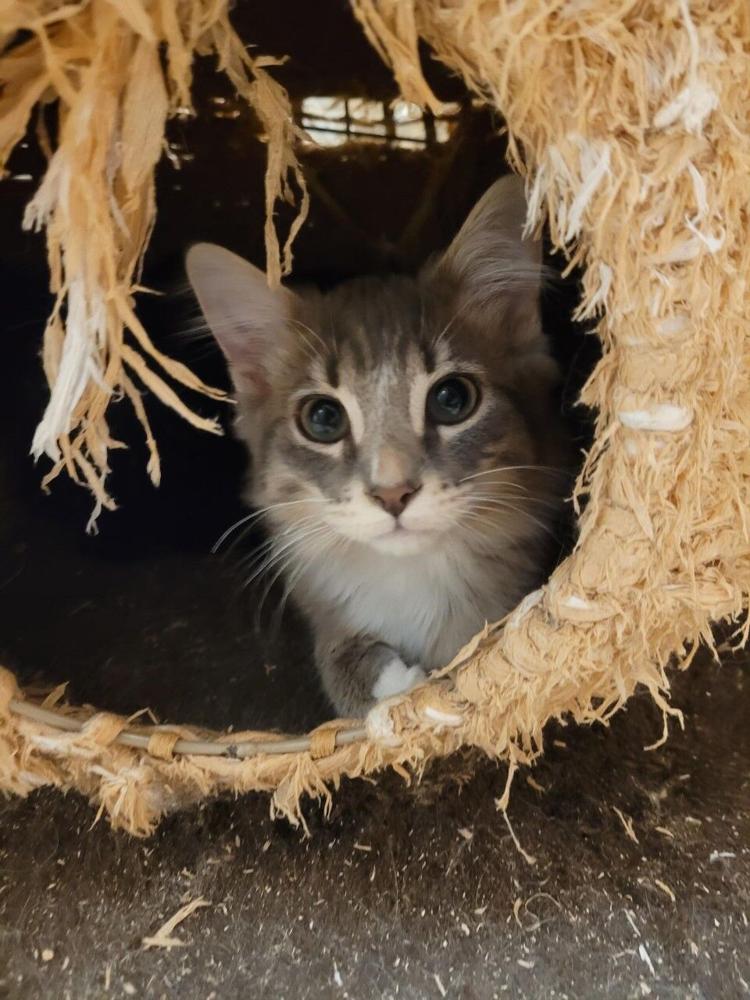 Midland OSPCA welcomes four northern cats in need of new homes
