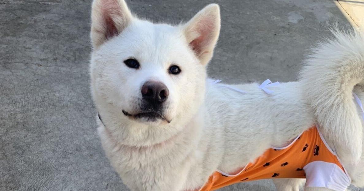 Yuna is ready for adoption from Barrie OSPCA