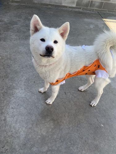 Yuna is ready for adoption from Barrie OSPCA