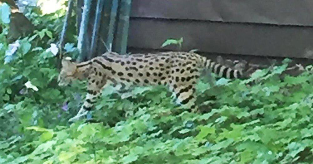 African cat spotted in Tiny Township, OPP say