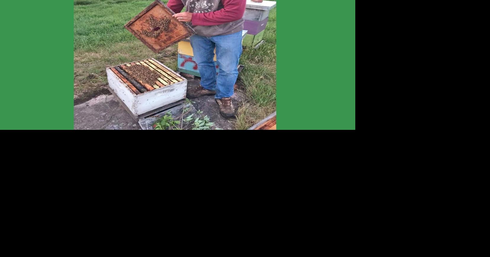 VIDEO: 'We found honey on the end of our crowbar': Coldwater farmers ...