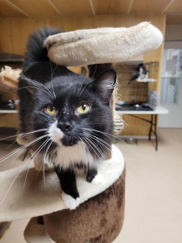 Ontario SPCA has cats from northern Ontario looking for homes