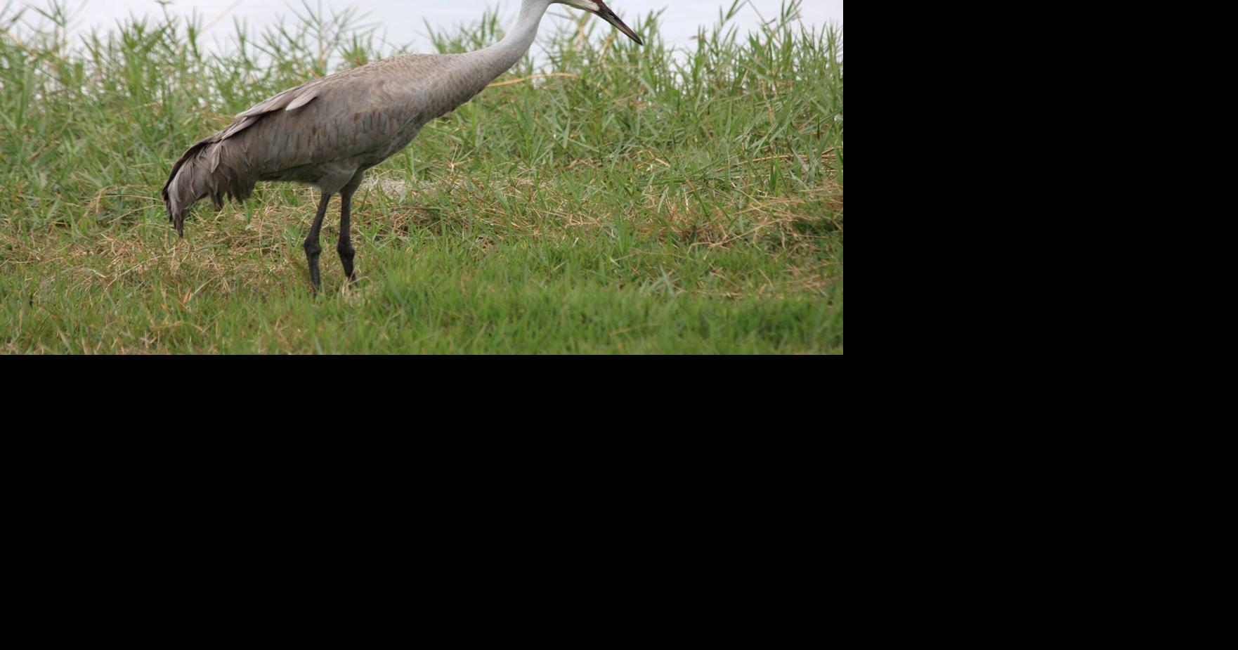 Sandhill crane one of the loudest birds in the world