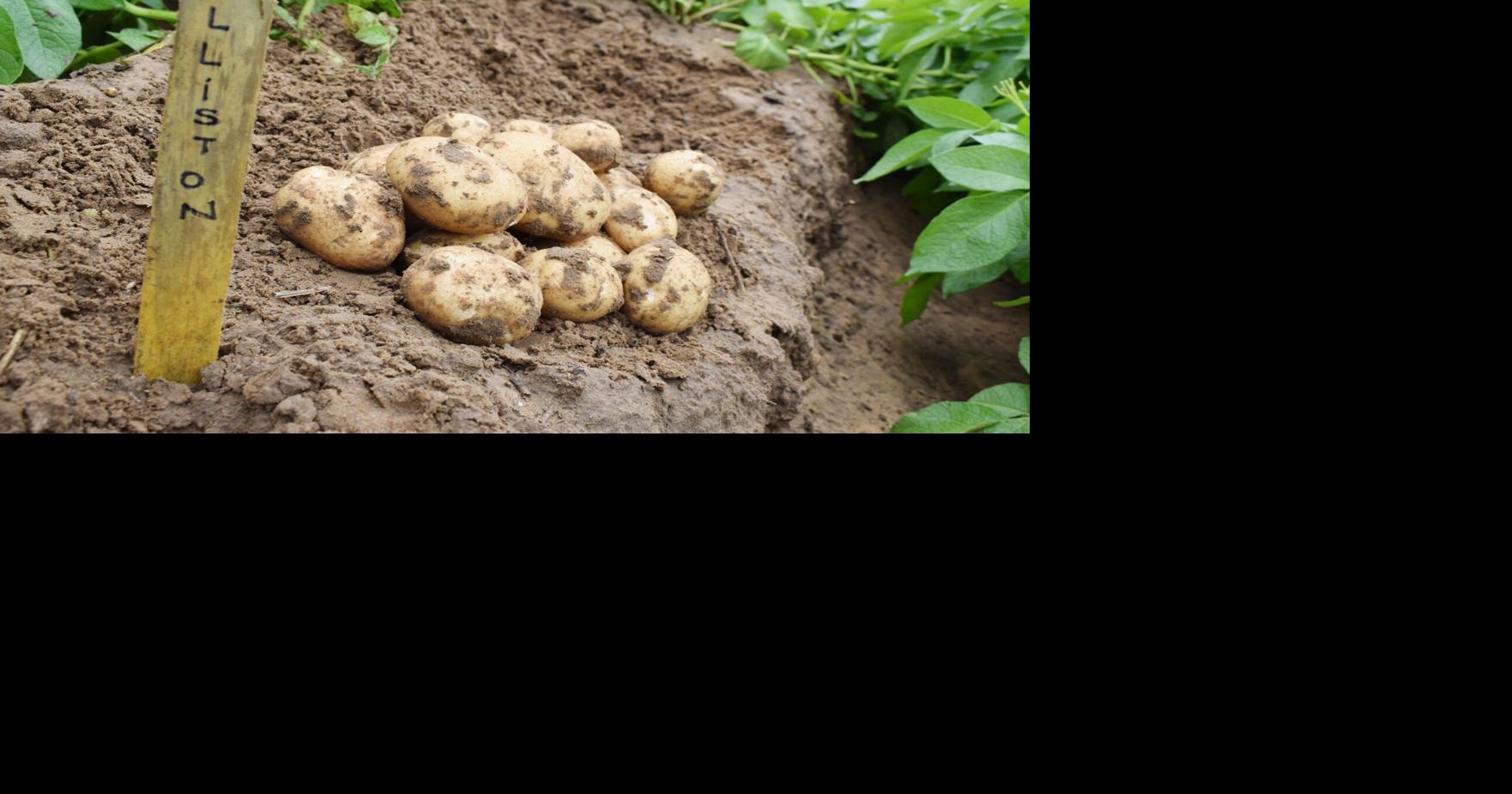 Alliston-area potato farm featured in virtual reality tour