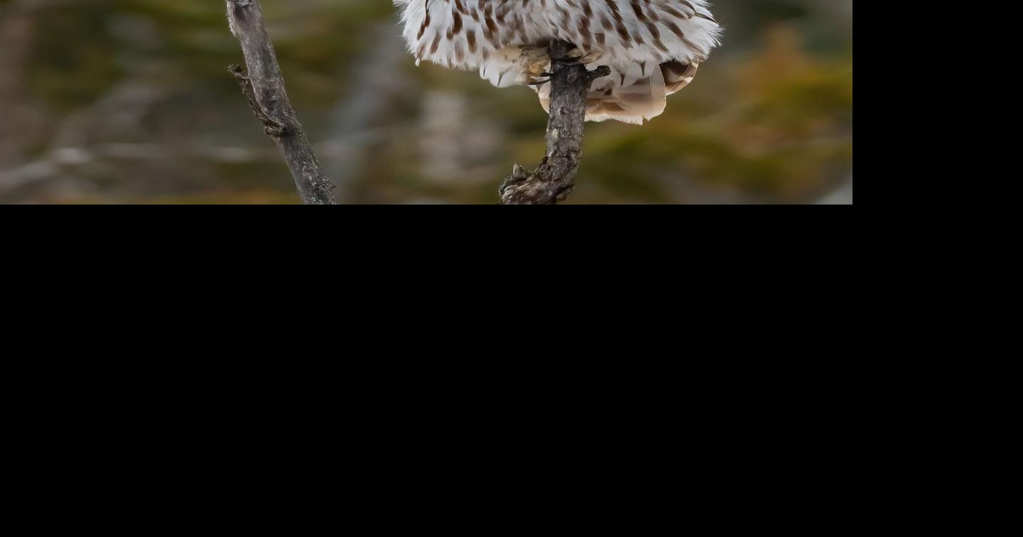 Barrie launches online poll to select official bird