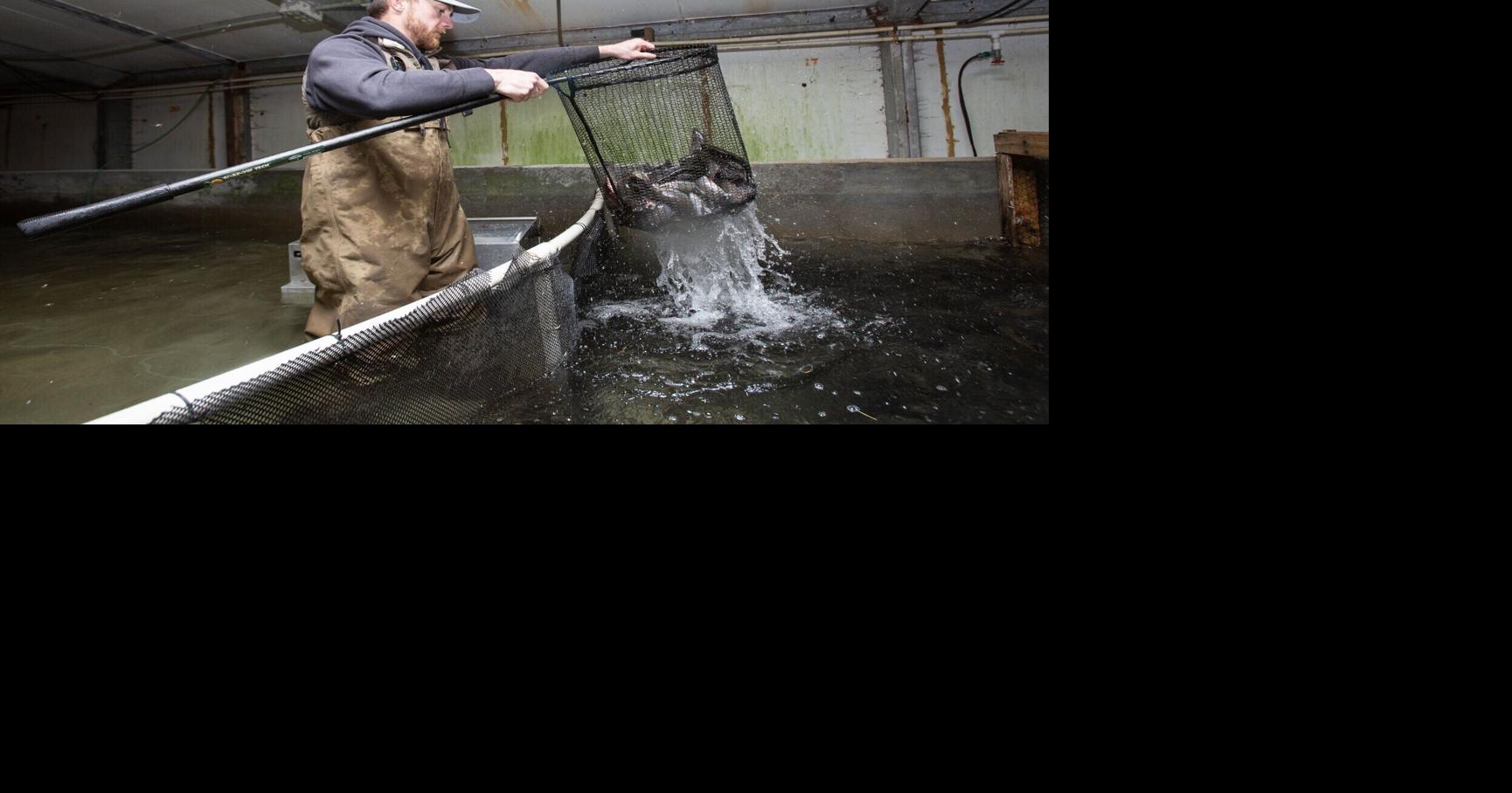 Flatwater Free Press: Nebraska fish and shrimp farmers swim against ...