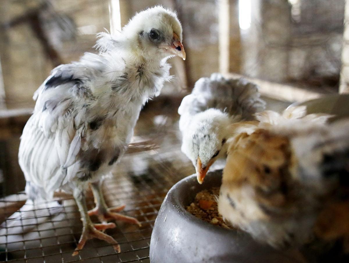 Orders canceling poultry shows are for the birds | Agriculture ...