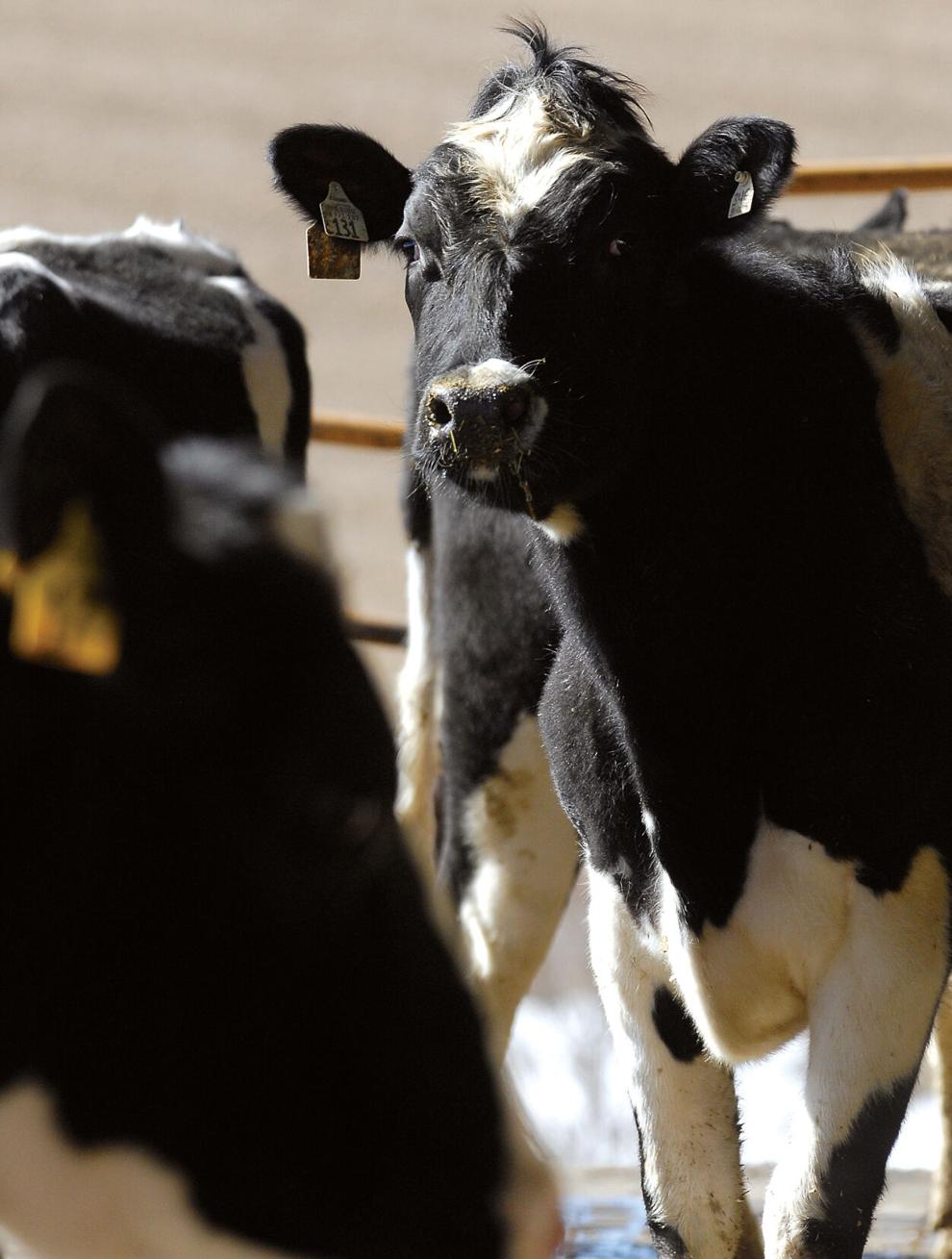 Northwest Iowa dairy farms a hotbed for bird flu