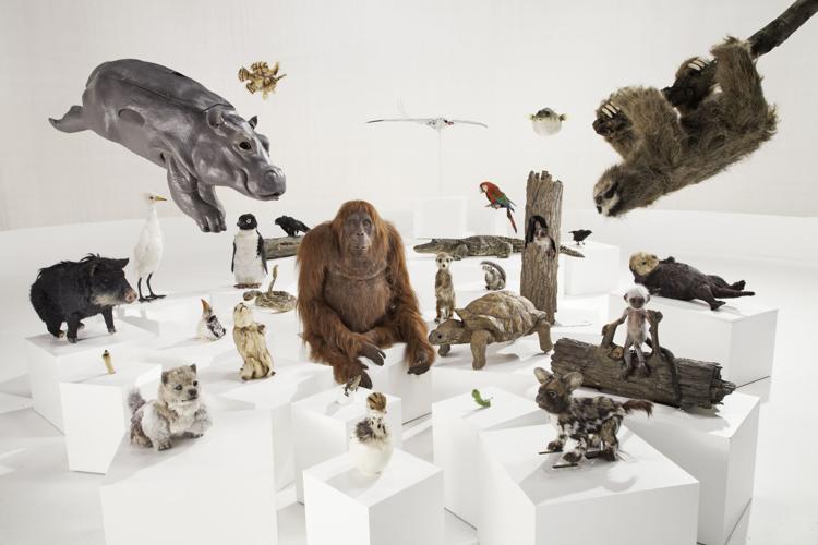 Spy creatures give an even closer look at animal life | Television ...