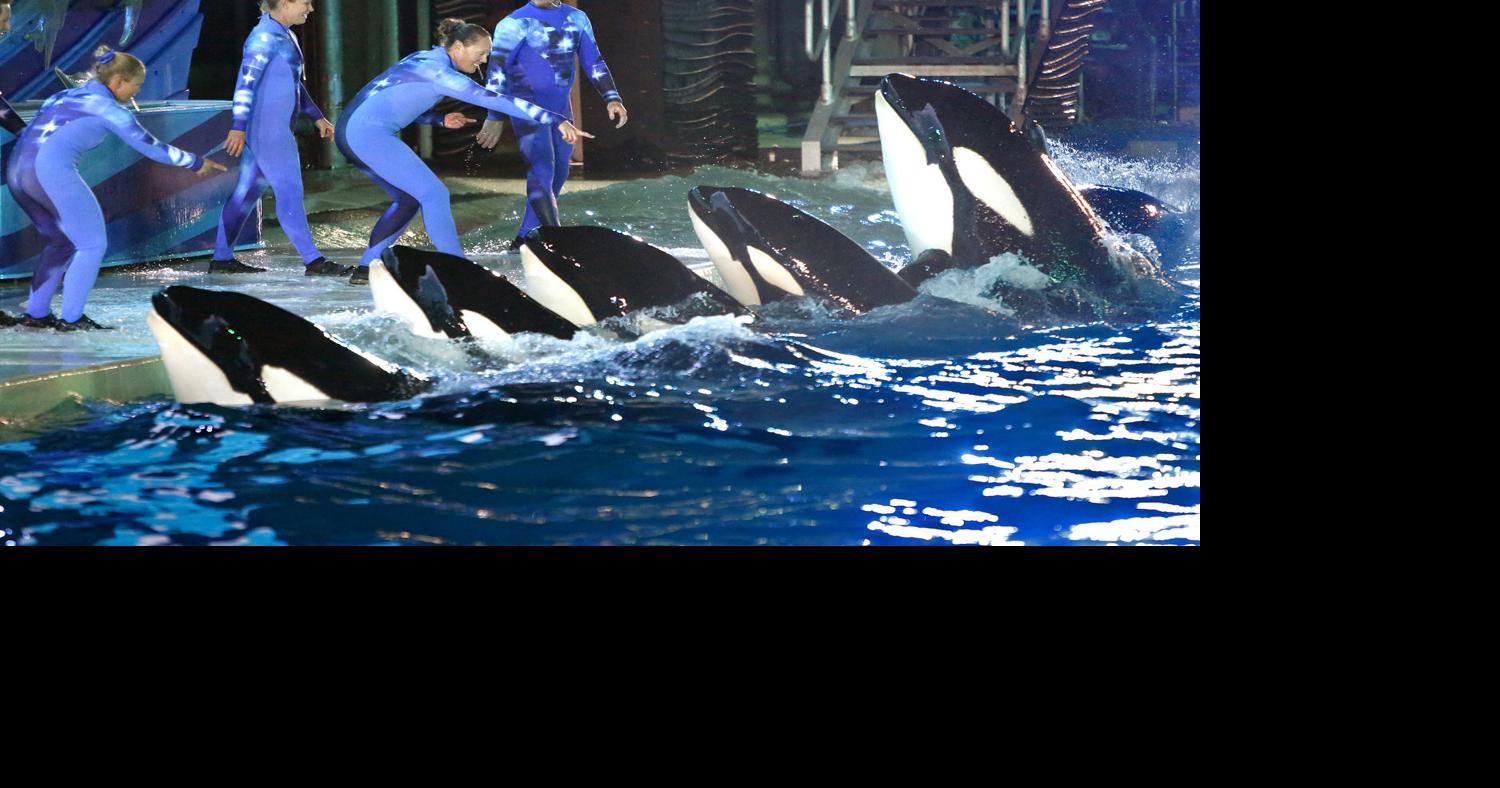 Which is better for SeaWorld’s whales: glass-and-concrete enclosures or ...
