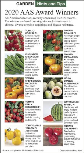 2020 vegetable AAS award winners announced